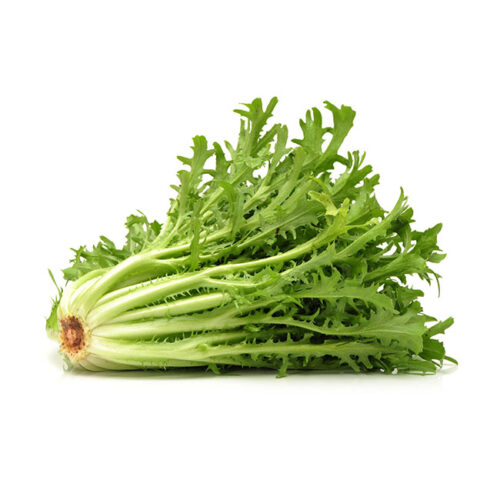 Curly Endive Lettuce / Chicory / Curly Chicory - QADCO
